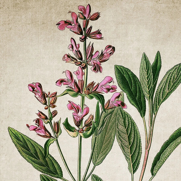 Organic Sage Essential Oil: A Brief History & Benefits - Pink Swan ...